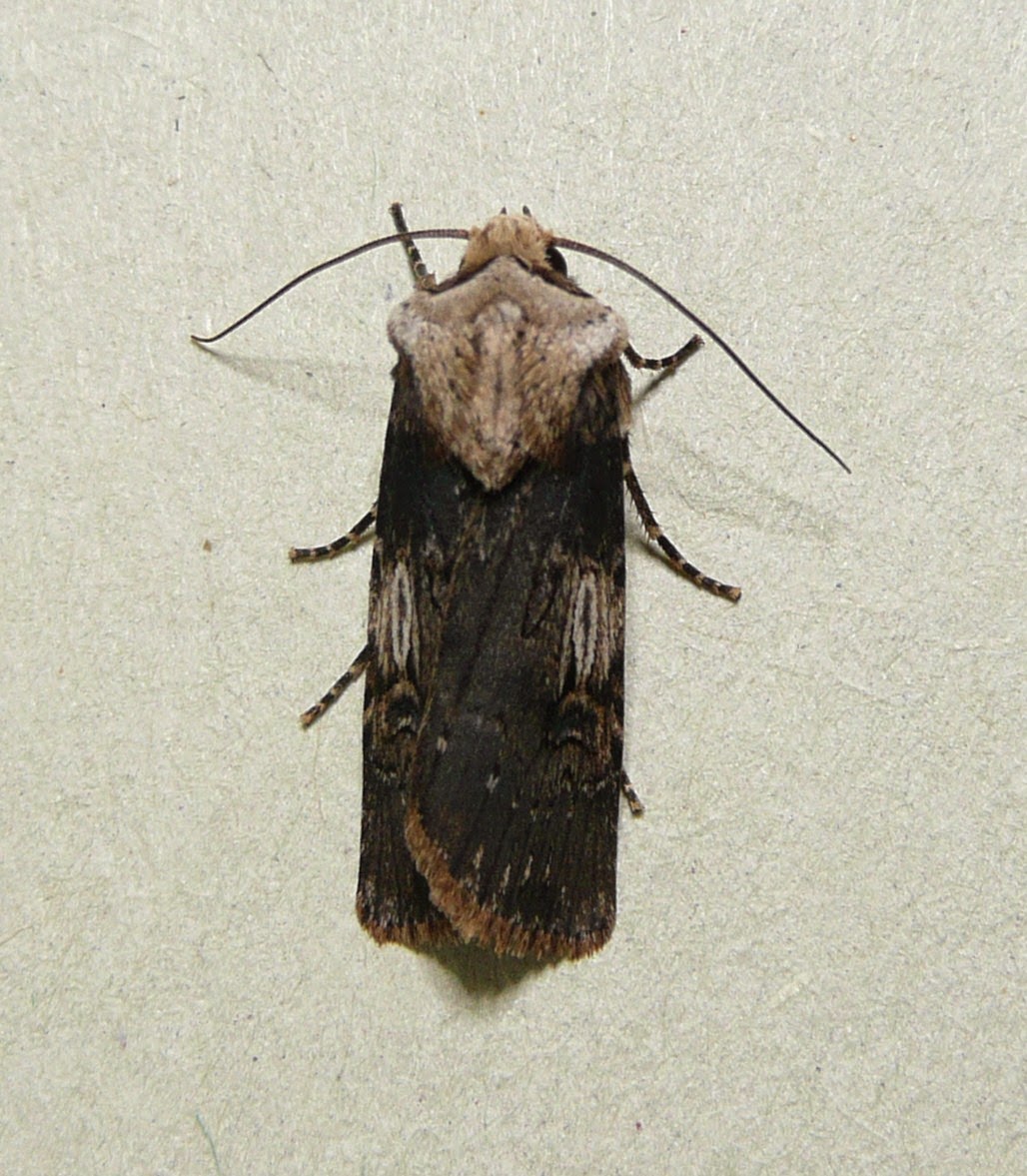 Ceredigion Moths: A Surfeit of Square-spot Rustics