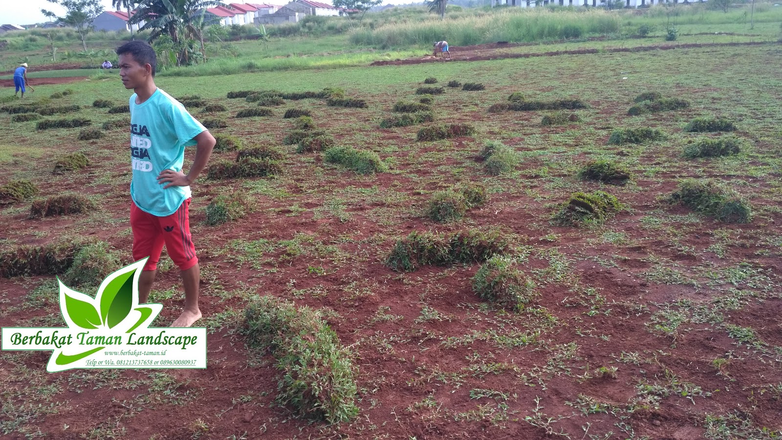 Jual Rumput Gajah Biasa Murah | Rumput Gajah Paitan | Rumput Gajah ...