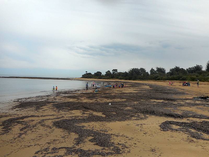 TRACKS, TRAILS AND COASTS NEAR MELBOURNE : Balnarring Beach and the "Spit"
