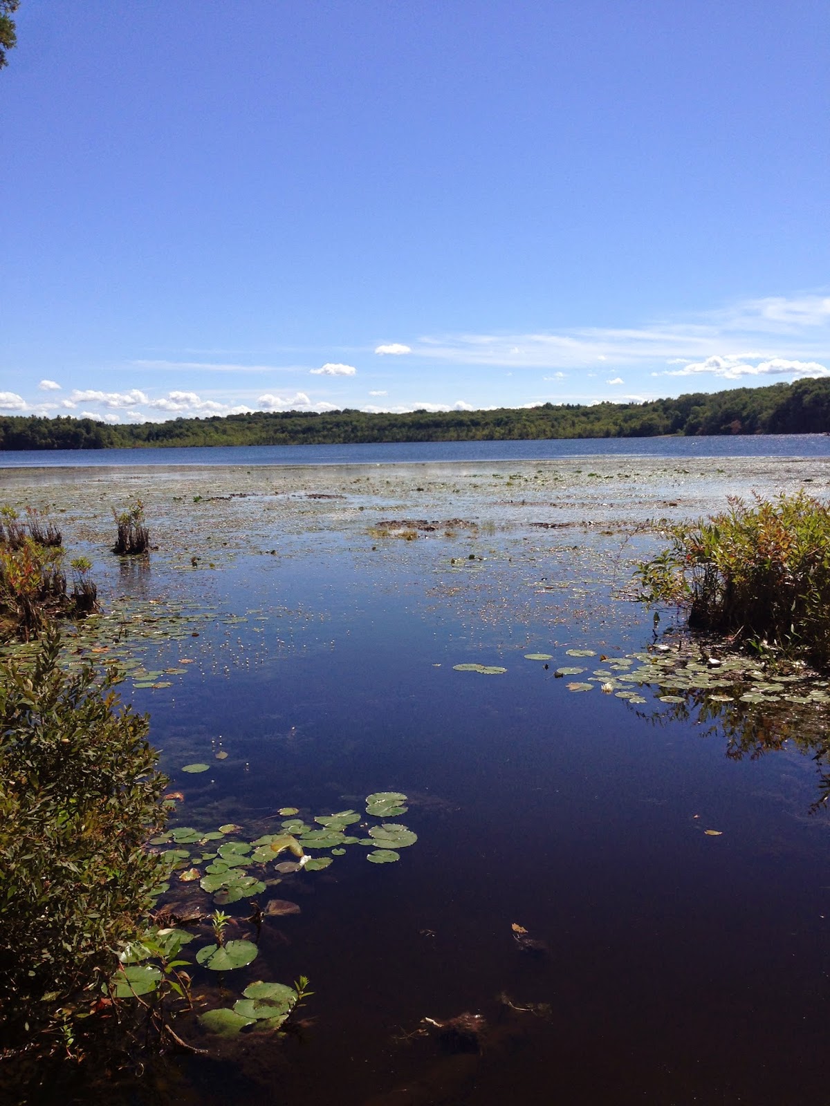 The Nature Playground