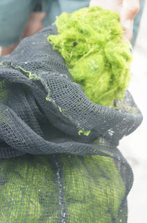 Awesome Bulusan!: Lumot from Porog: Marine algae lure for Turos, a ...