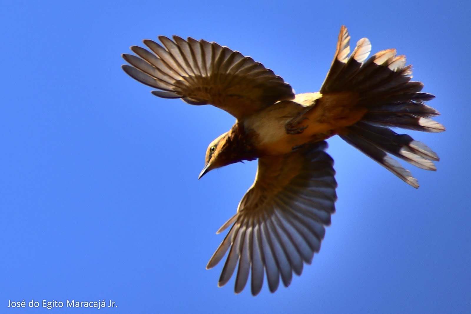 Sabiá-do-campo (Mimus saturninus)