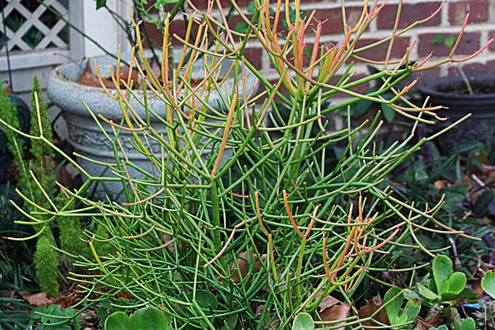 Gardening With Nature: This week in the garden - #40