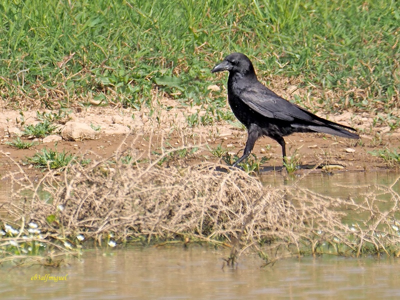 Miguel fotografia: Corneja común (Corvus corone)