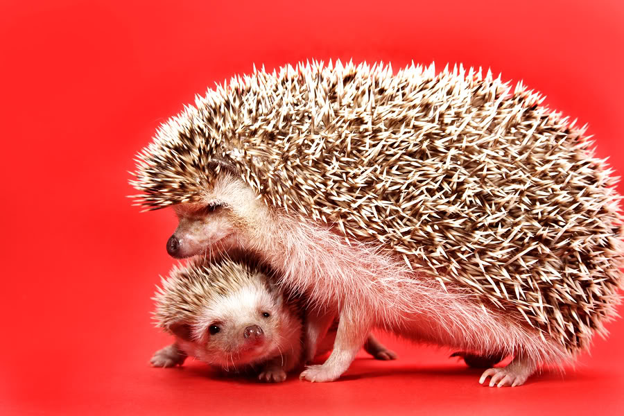 Golf Charlie Papa: Cute Hedgehogs