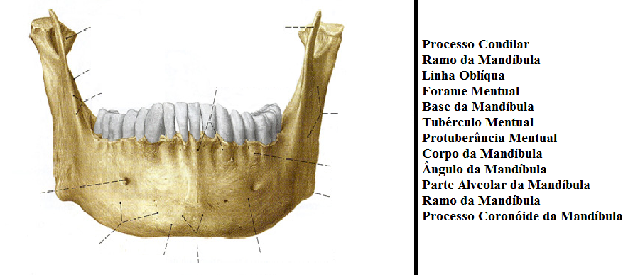 Fisio na Boa: ENTENDENDO OSSOS DO CRÂNIO E DA FACE