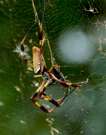 Spider Information , Brown Recluse , Hobo, And Black Widows: How To Get ...