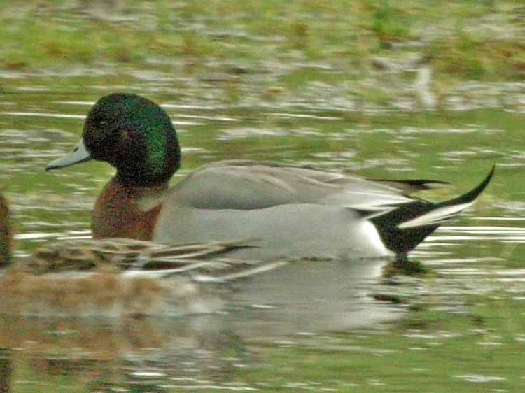 gobirding.eu Birding Diary: Wigeon x Mallard hybrid, Brant hybrid and ...