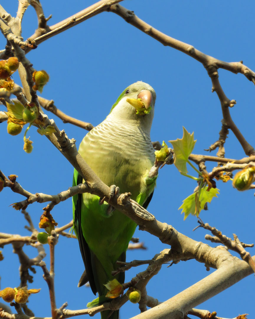 Daily Photo Stream: Monk Parakeet