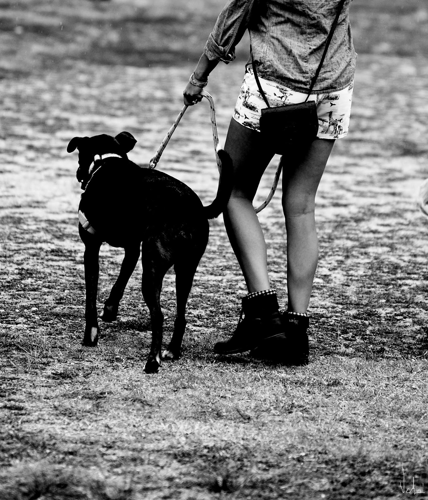 Vahe's Streets : Street Photography from a Dog's Perspective