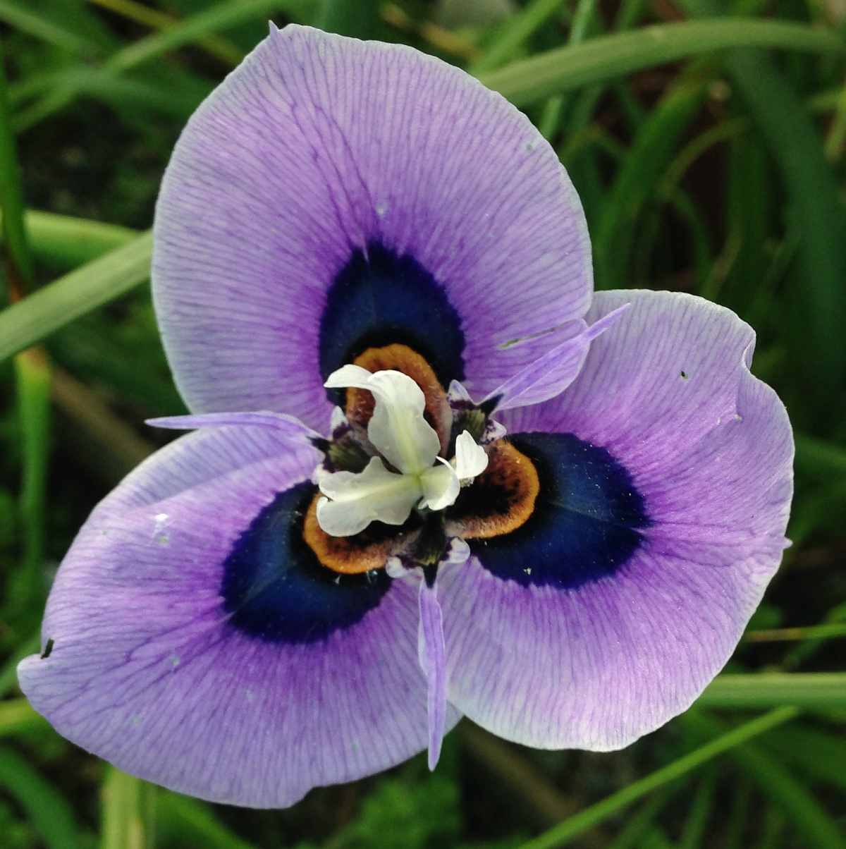 Growing Cool Plants: New Moraea Hybrids, 2017