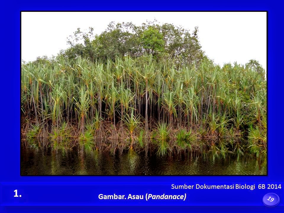 Ekositem Rawa Air Tawar: EKOSISTEM RAWA AIR TAWAR.PPT