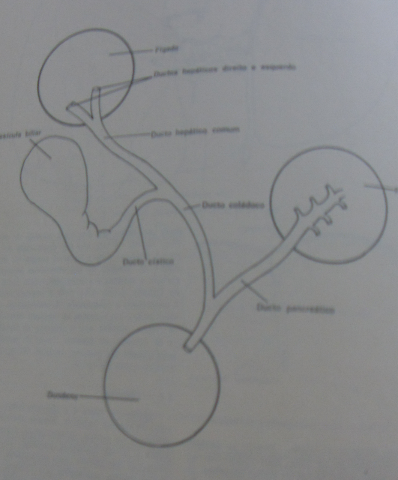 Diário de uma Dentista!: Revisão de anatomia!