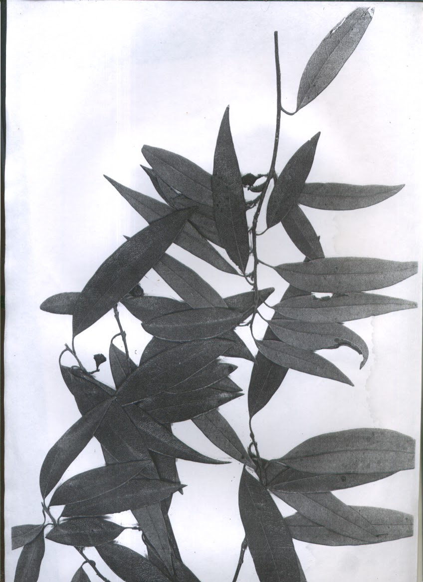 PLANT FAMILIES OF PUERTO RICO AND FLORIDA PAPO VIVES: LAURACEAE NÚM 33 ...