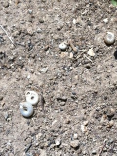 Desert Snail Shells