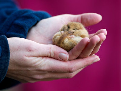 British Wildlife Centre ~ Keeper's Blog: Common Dormouse; Species Profile