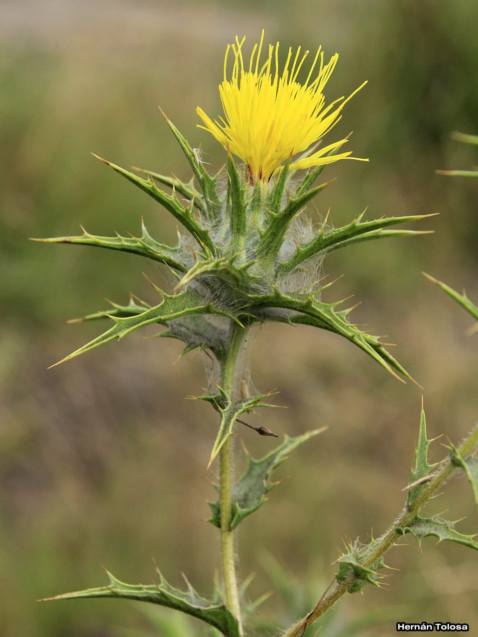 Flora Bonaerense: Cardo lanudo (Carthamus lanatus)