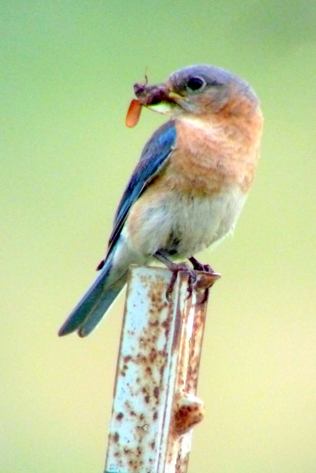 Penelopedia: Nature and Garden in Southern Minnesota: Bluebirds at the ...