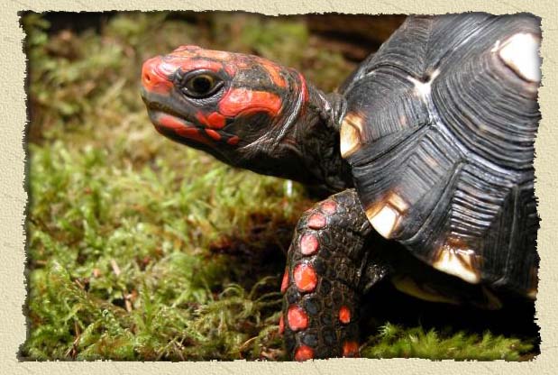 Light Happiness Blogger: Important Facts About Red Footed Tortoise