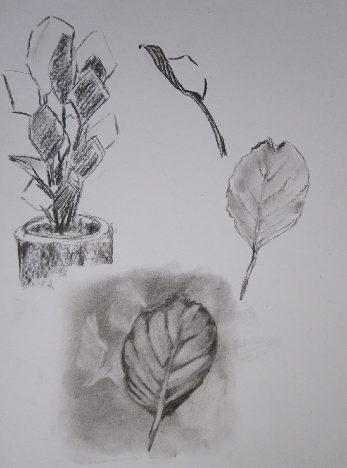 Creating Art: Observational Drawing - Pot Plant