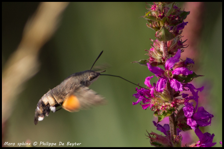 Comines Nature : Sphinx Colibri ...