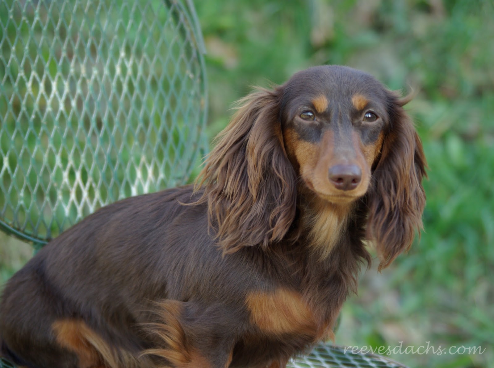 Mocha ~ Reevesdachs Miniature Dachshunds