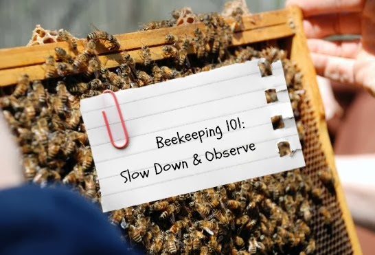 Kooper's Coop: The Bees