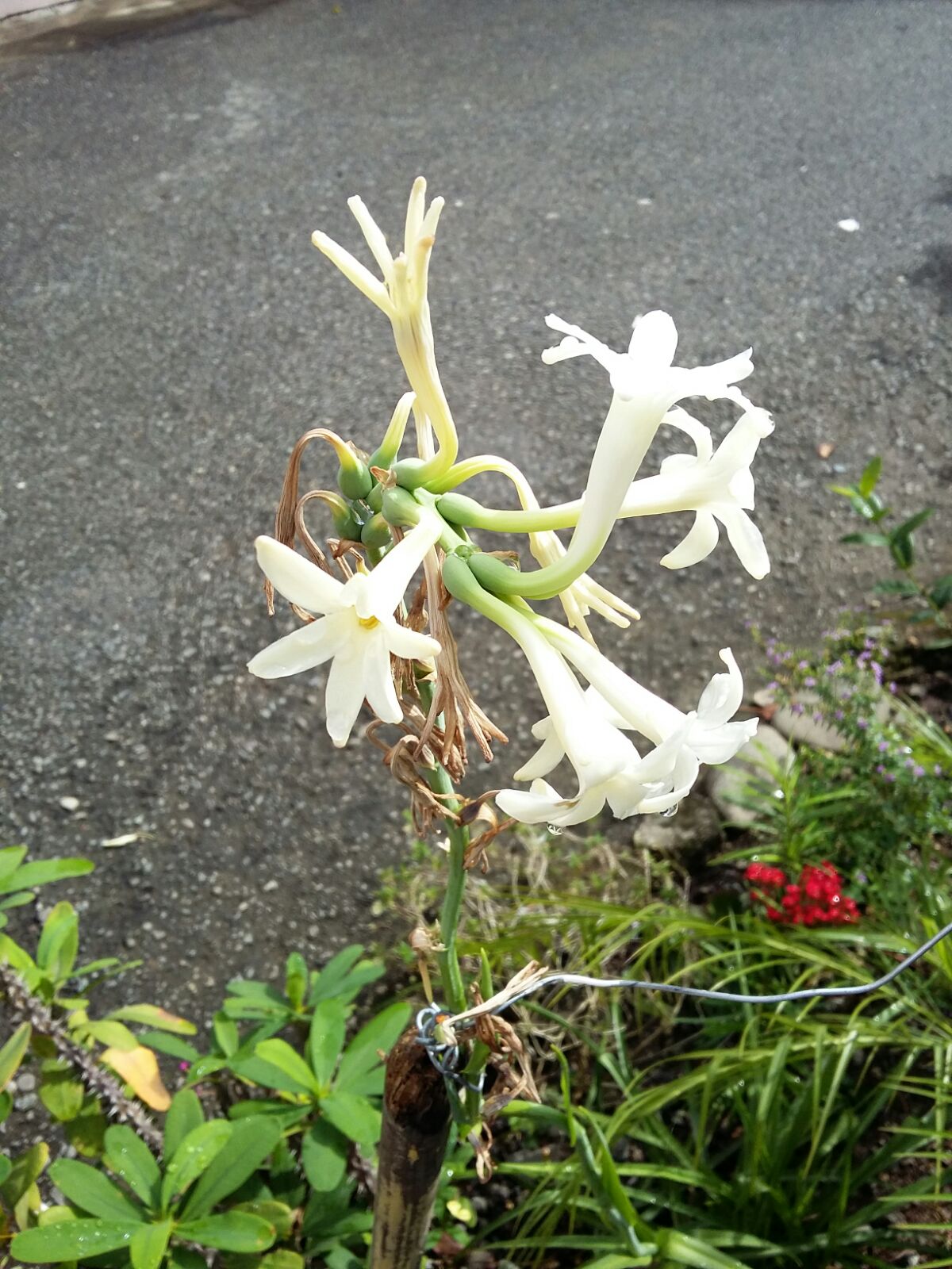 Azucena o Lirios (Lilium)