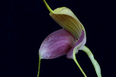 Orchids in Bloom: Masdevallia caudata