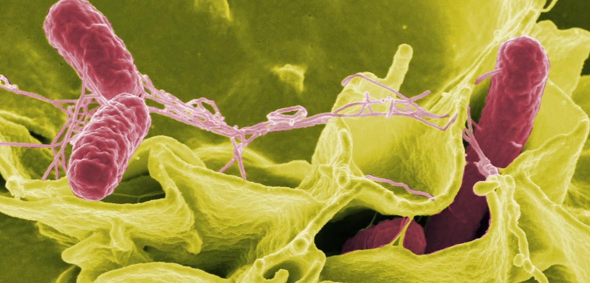 FITOSOFIA: TRICHODERMA