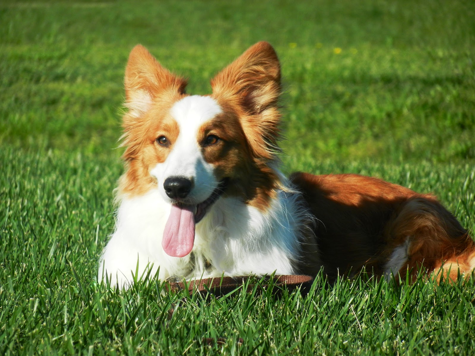The Chronicles of Cardigan: Sunny Saturday Welsh Corgi Scenery