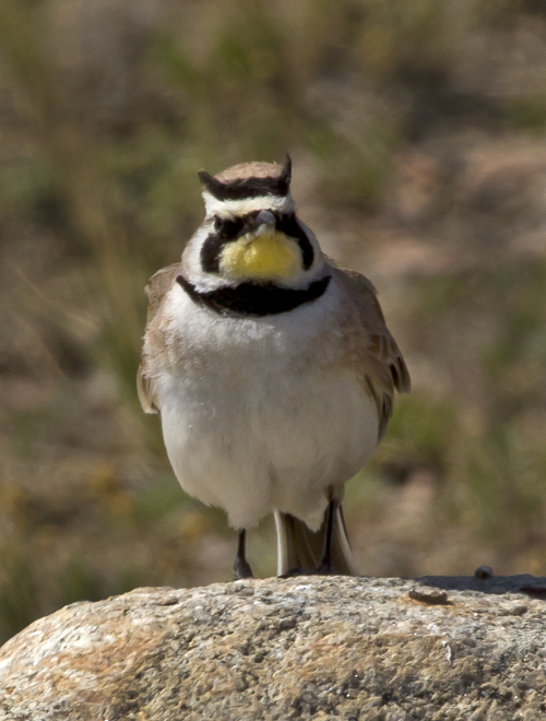 Light in the Valley: A Bird with Horns?!