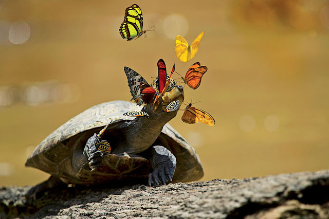 White Wolf : Turtle tears help butterflies reproduce (Video)