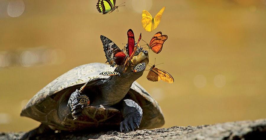 White Wolf : Turtle tears help butterflies reproduce (Video)