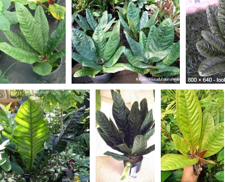 Jenis Jenis Bunga Anthurium Paling Mahal Dan Populer Lengkap | Bertanam