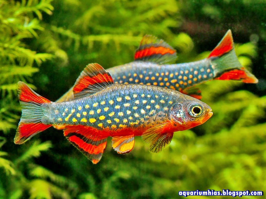 Ikan Celestial Pearl Danio ~ Dunia Air
