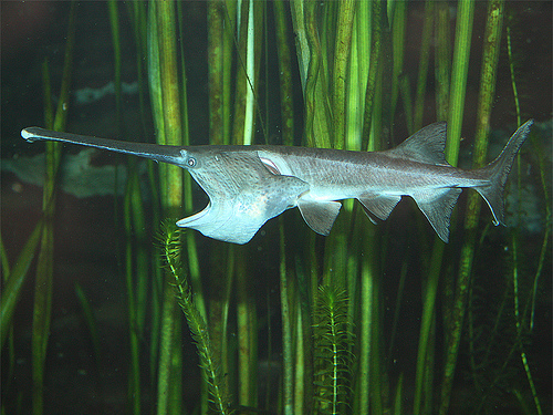 American Paddlefish ~ Aquatic Animals