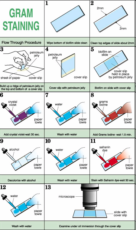 Gram Stain | Careers-Biotech