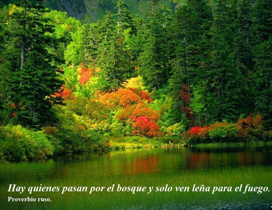 LAS CITAS DEL PIRATA HACKER: EL BOSQUE, PROVERBIO RUSO