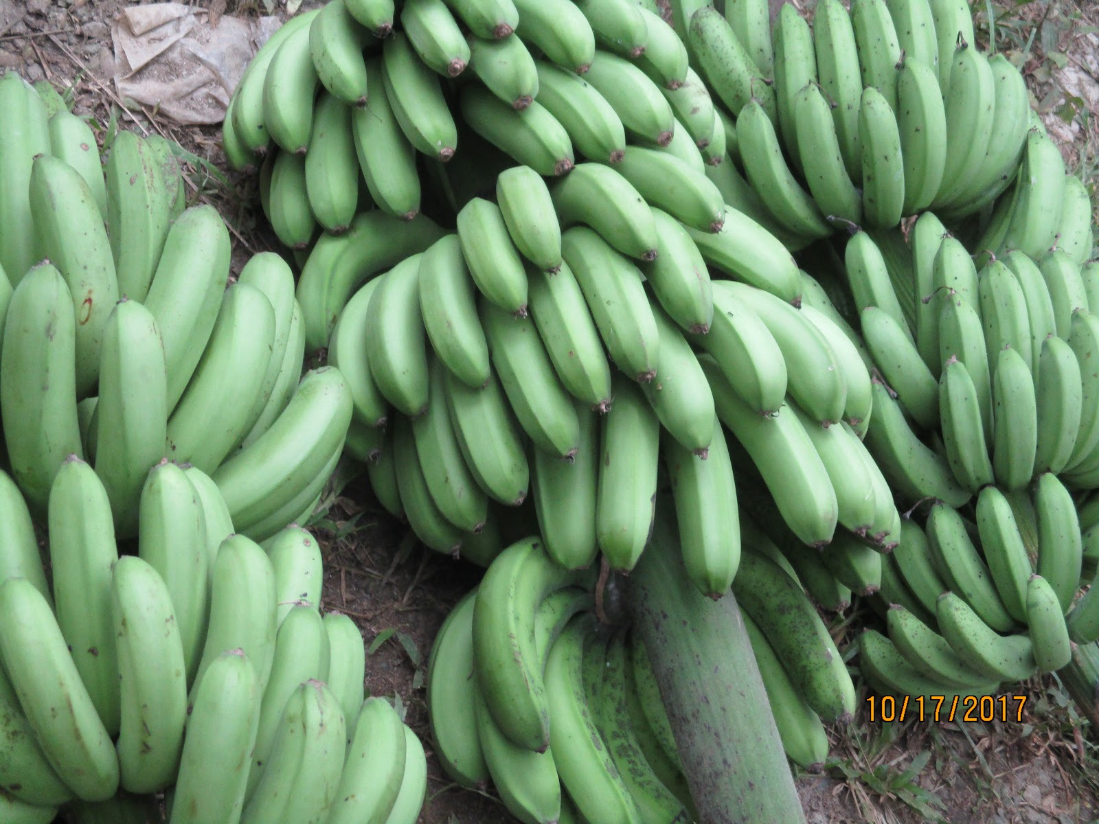 BUDIDAYA PISANG BARANGAN MERAH MEDAN