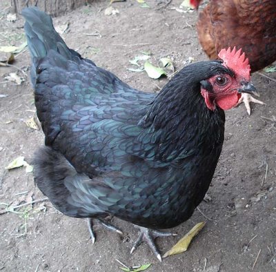 Small Farm Sustainable Living: Chicken Breeds Common in Australia