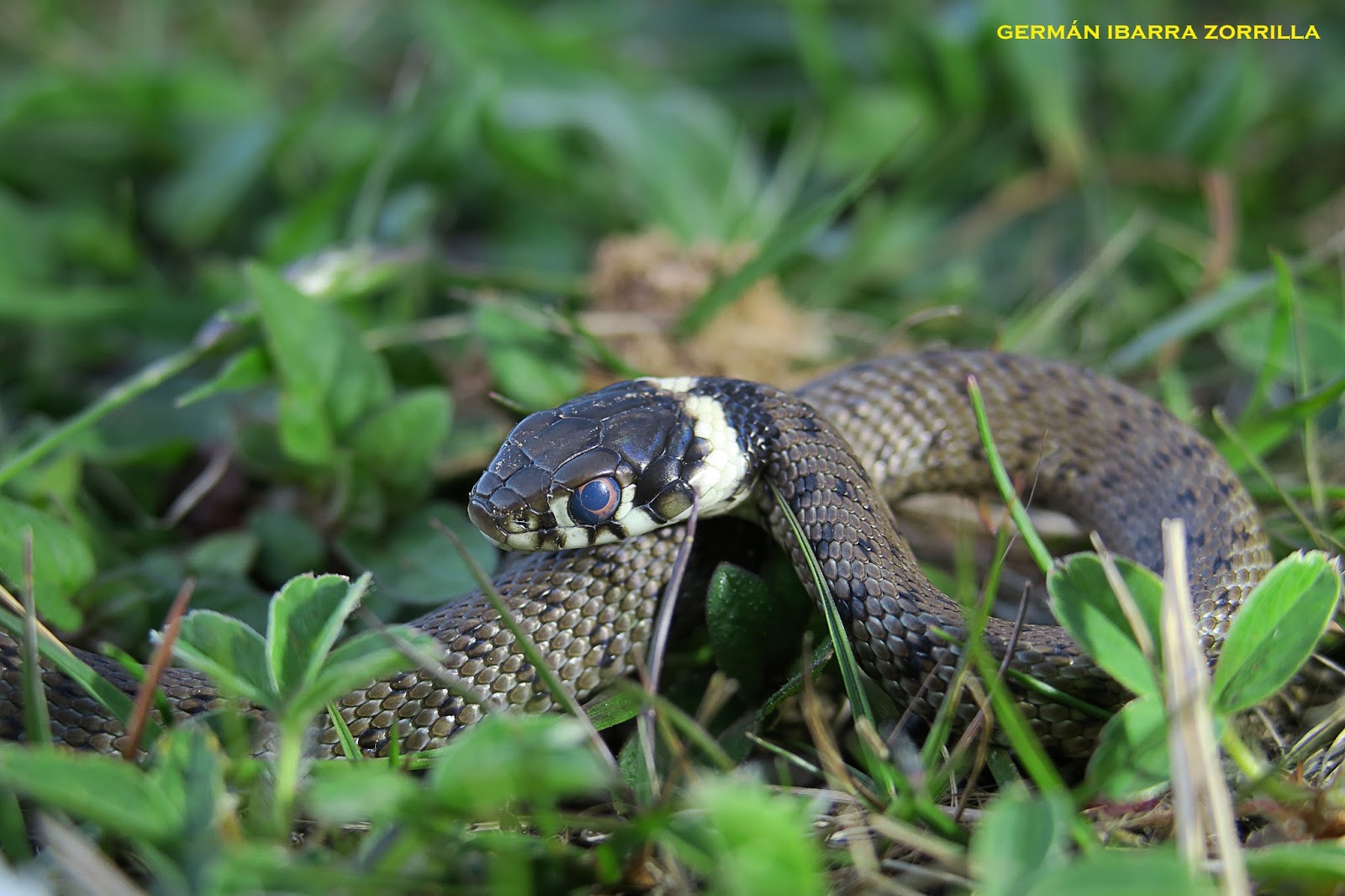 FAUNA COMPACTA el blog de Germán Ibarra Zorrilla: Culebra de collar ...
