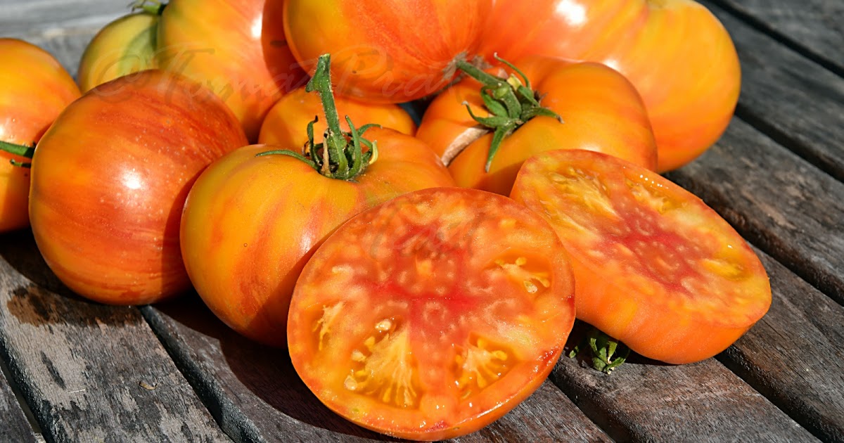 Helenes Tomater: Dwarf Confetti