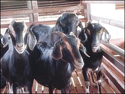 8 Jenis-Jenis Kambing Populer Dibudidayakan Di Indonesia ...