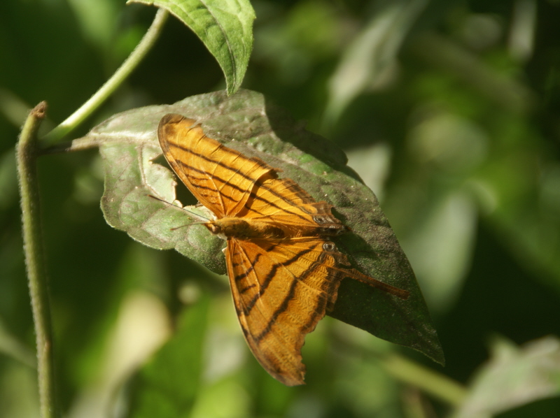 Flower Dictionary: Ruddy Daggerwing Butterfly