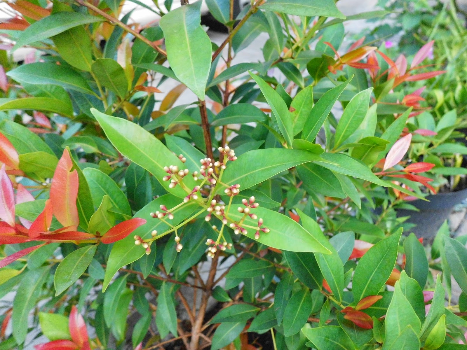 Pucuk Merah Tree With Flower