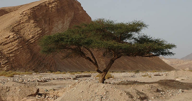 Oleiros do Rei: Caminho no Deserto e Riacho no Ermo.