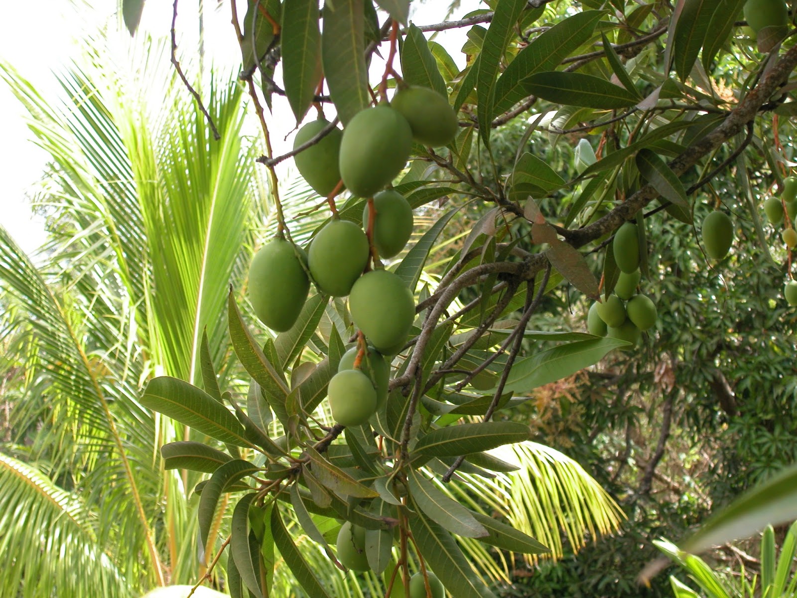 pure and delicious: Mango