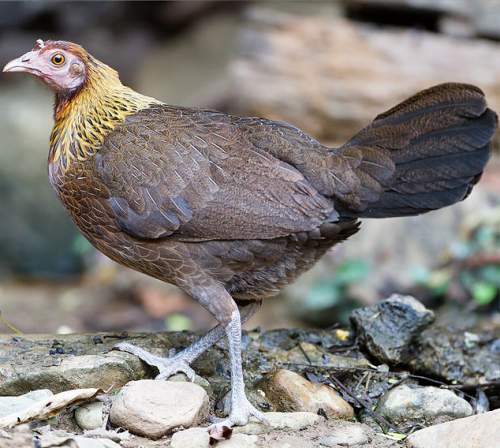 Red junglefowl photos | Birds of India | Bird World