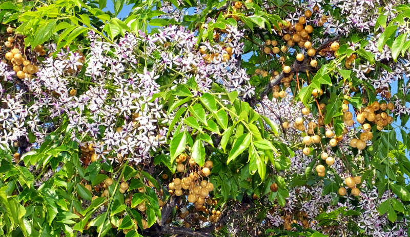 Le blog de la Coudoulière: Margousier ou lilas de Perse